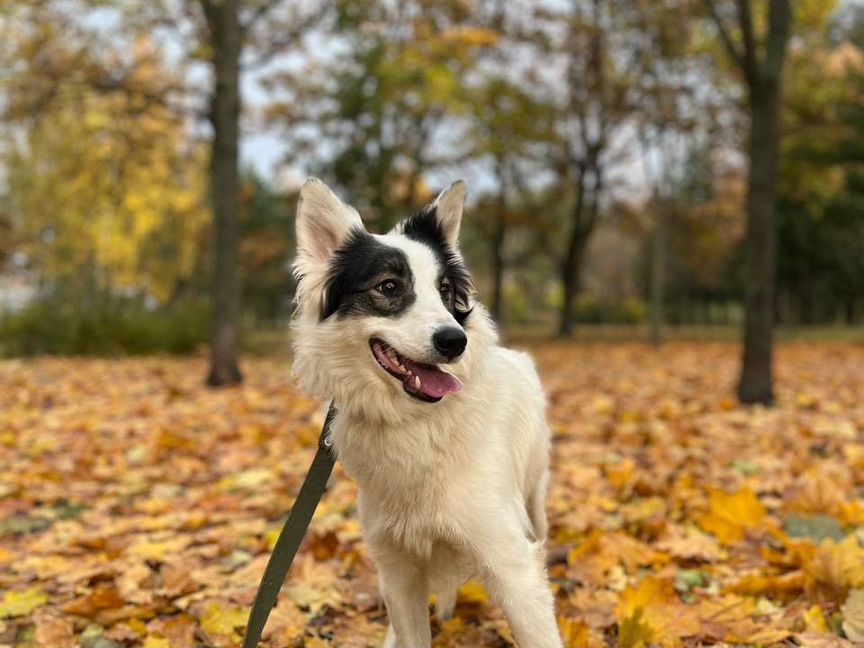 Обещаю я оттаю собака в добрые руки