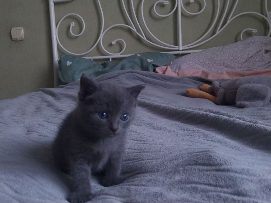 Продам котëнка