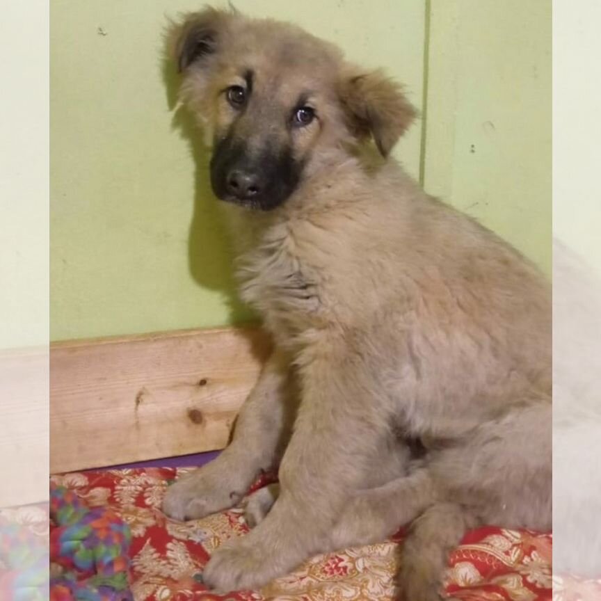 Щенок в добрые руки