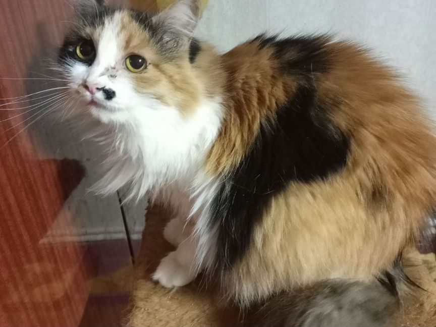 Кошка в добрые руки