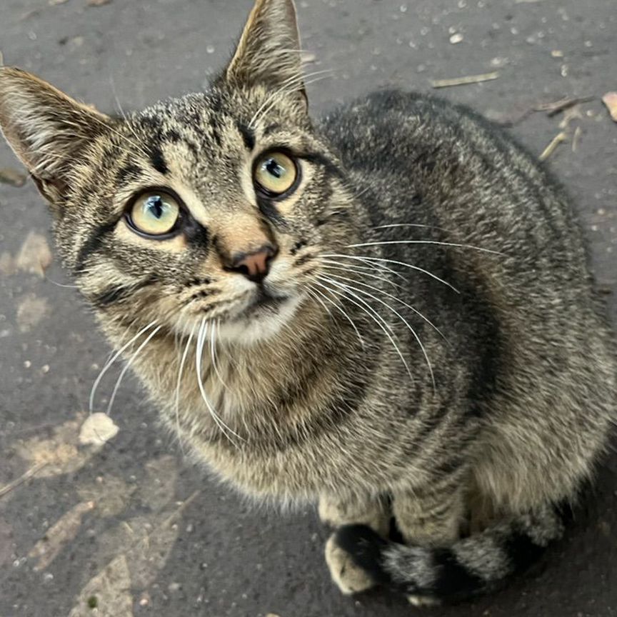 Взрослый кот в добрые руки