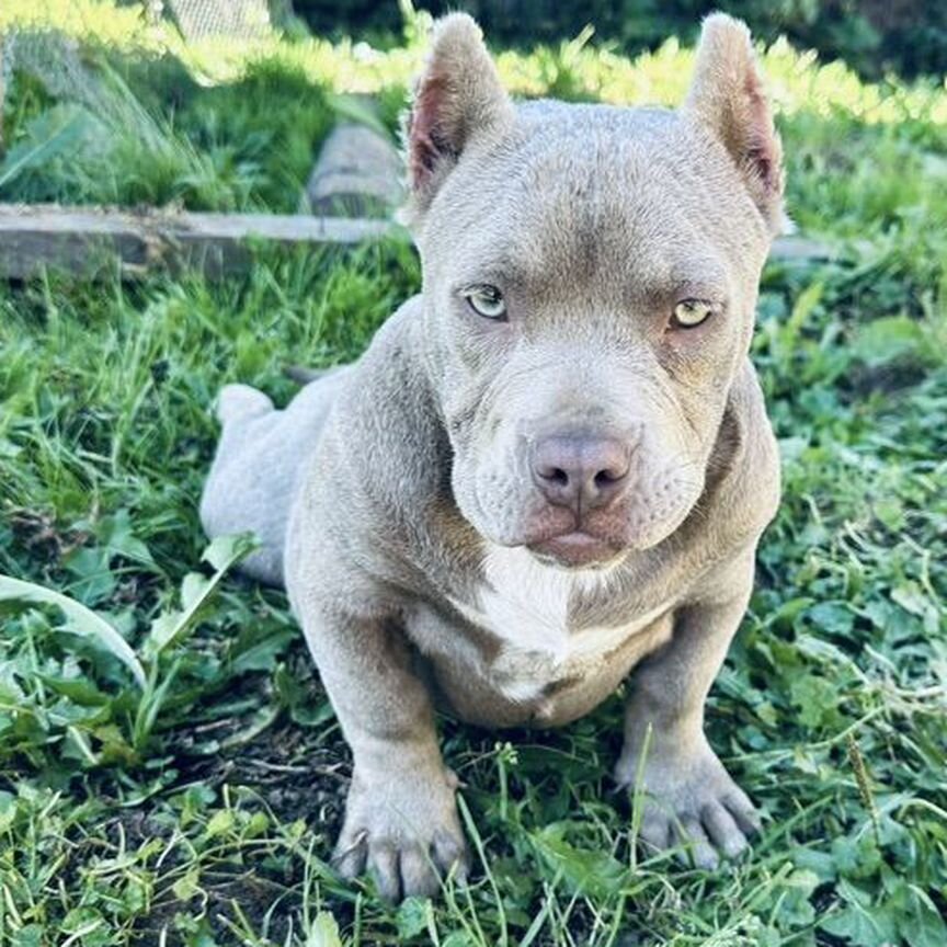 Девочка американского булли