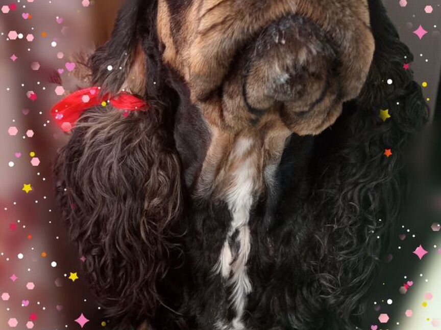 Кокер спаниель