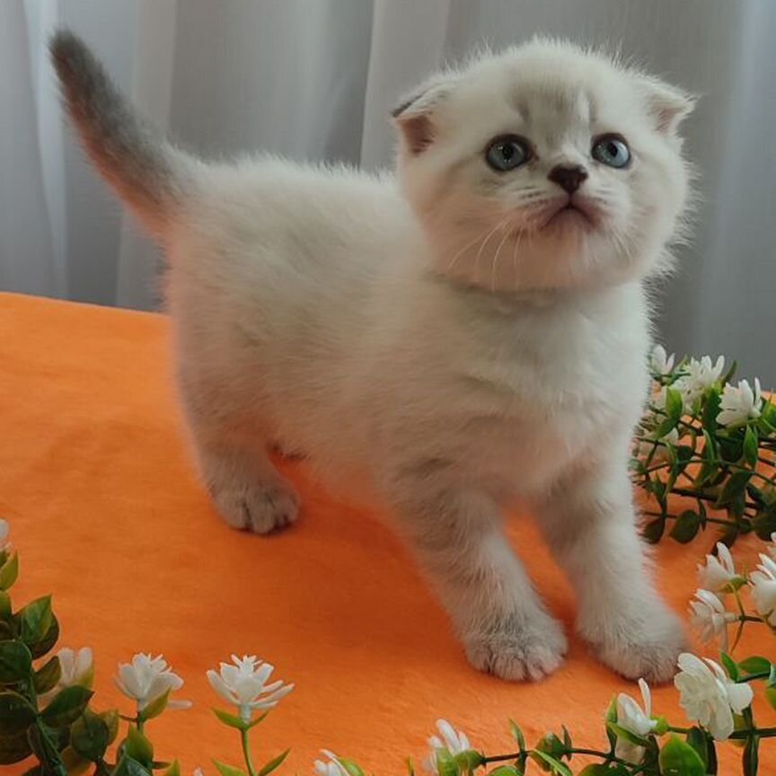 Шотландский вислоухий короткошёрстный котёнок
