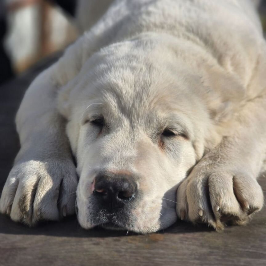 Щенки алабая