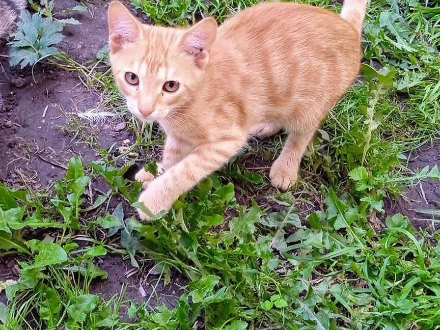 Невероятной красоты котик