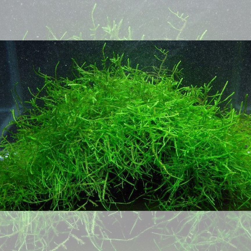 Яванский мох для аквариума