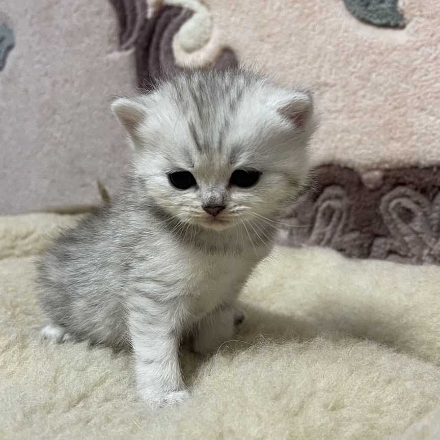 Британский короткошёрстный котёнок