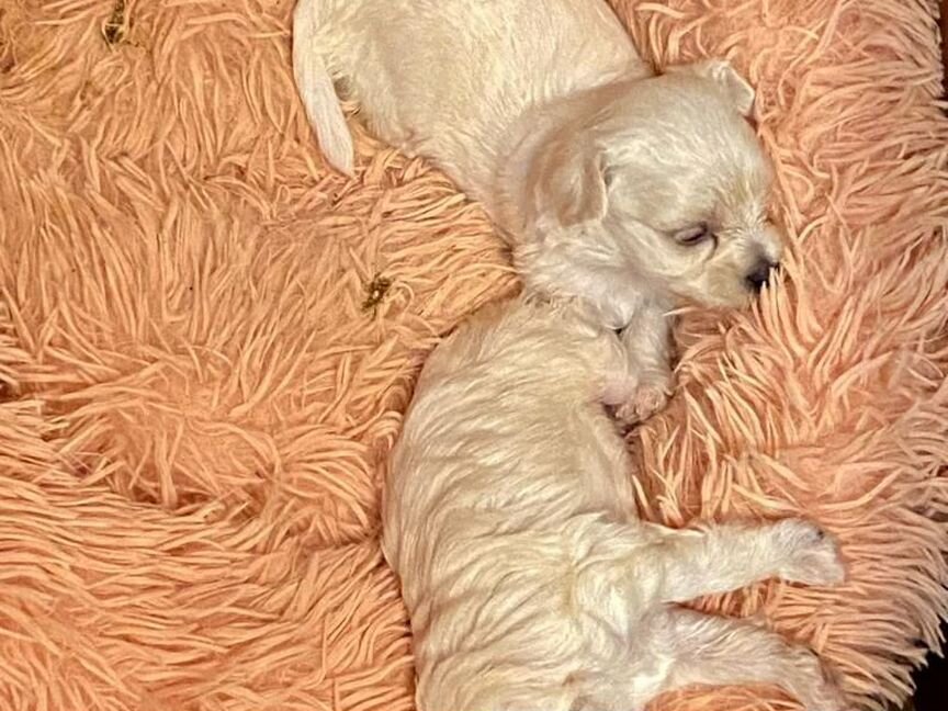 Девочка мальтипу ф1