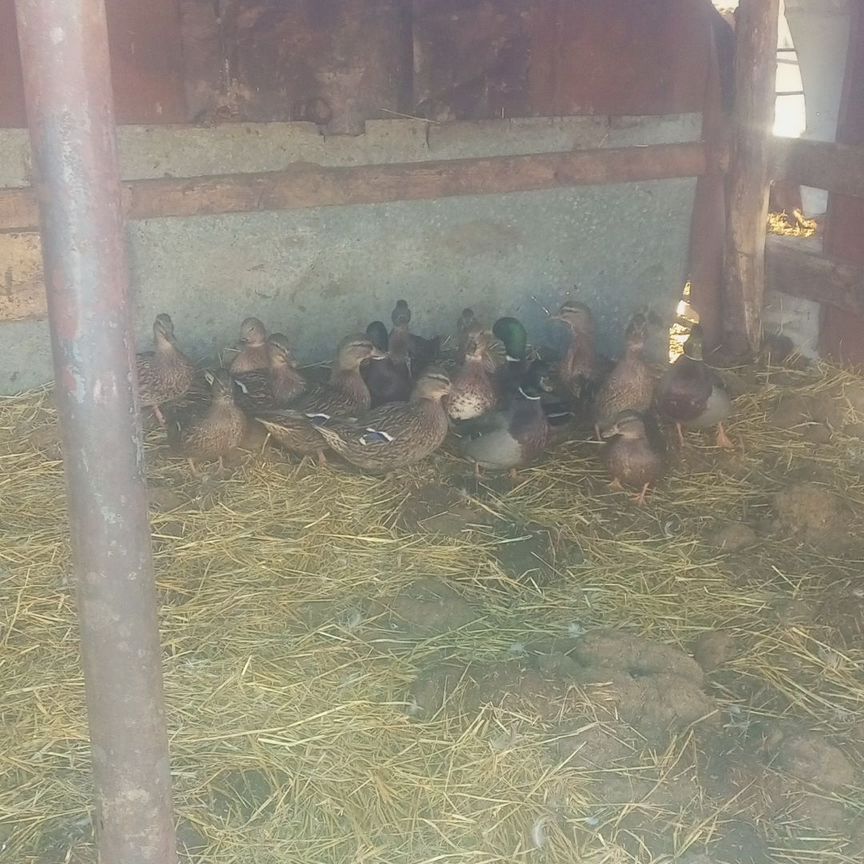 Подсадные утки