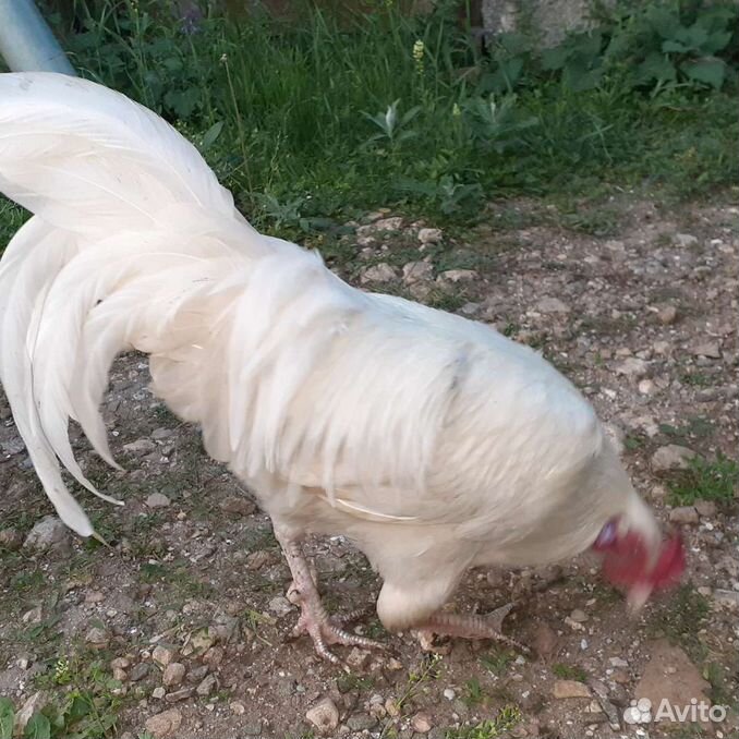 Петух Суматра