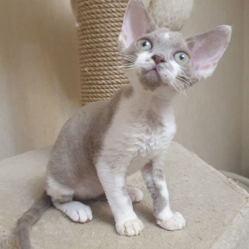 Девон-рекс котёнок