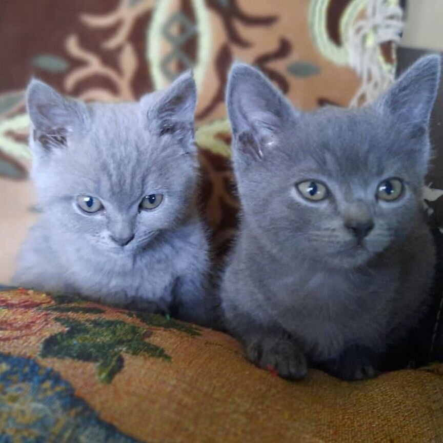 Котята в добрые руки бесплатно