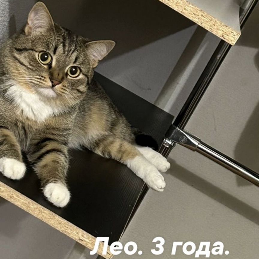 Отдам в добрые руки