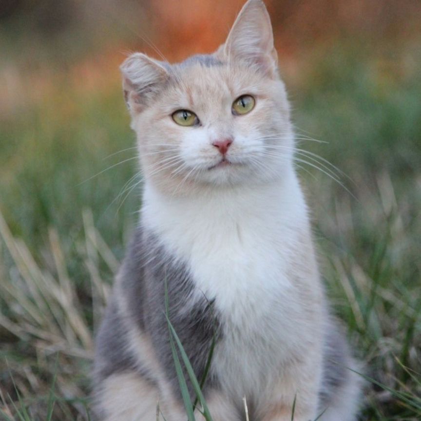 Отличная мышеловка. 1,5 года