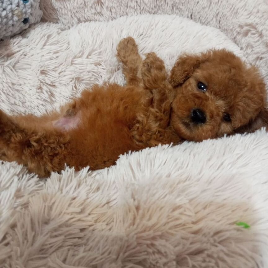 Той-пудель ред браун мальчик