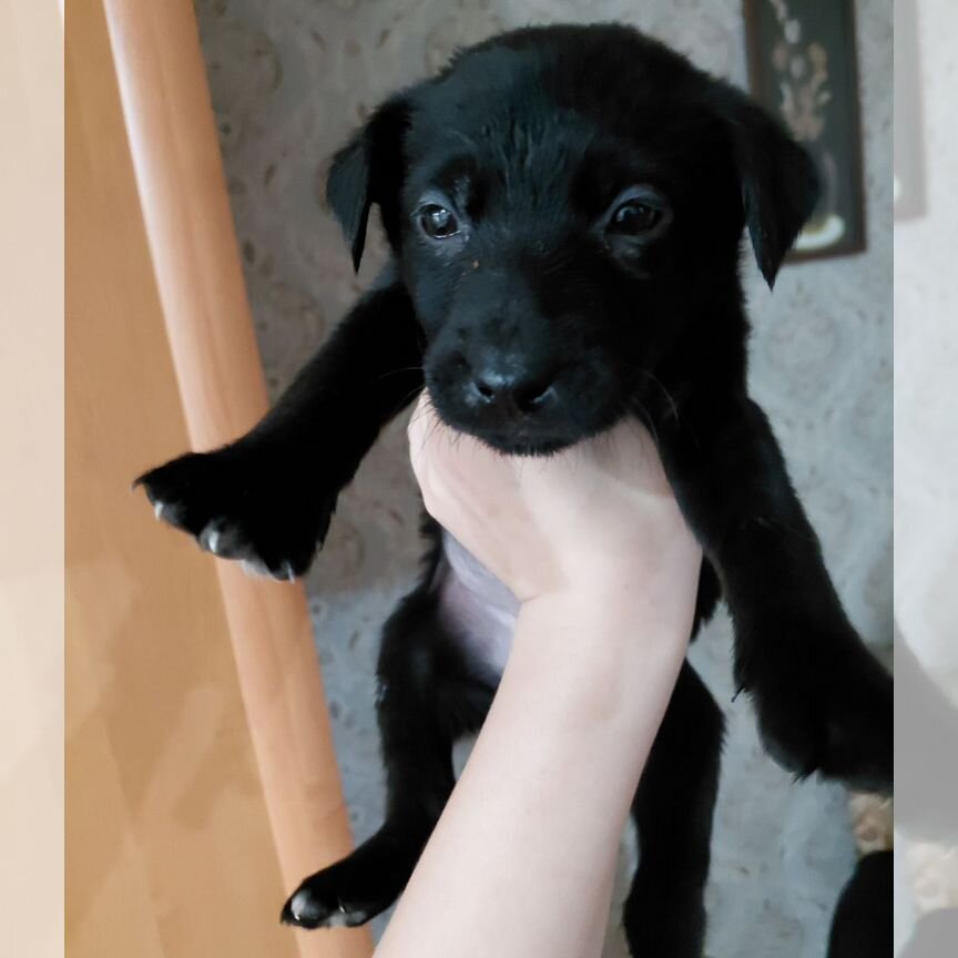 Щенок в добрые руки