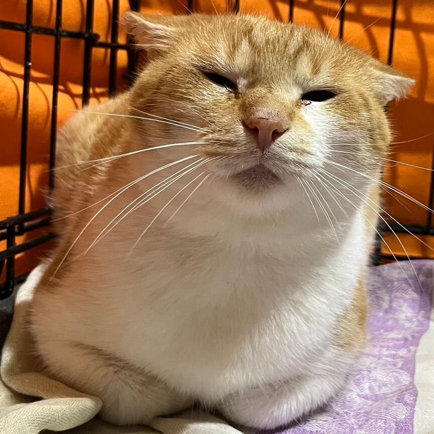 Котенок Хе