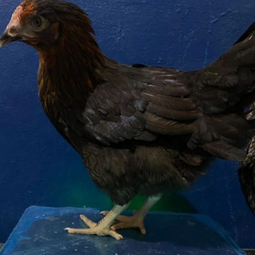 Куры молодки несушки доминант