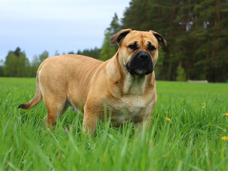 Щенки ка ДЕ бо