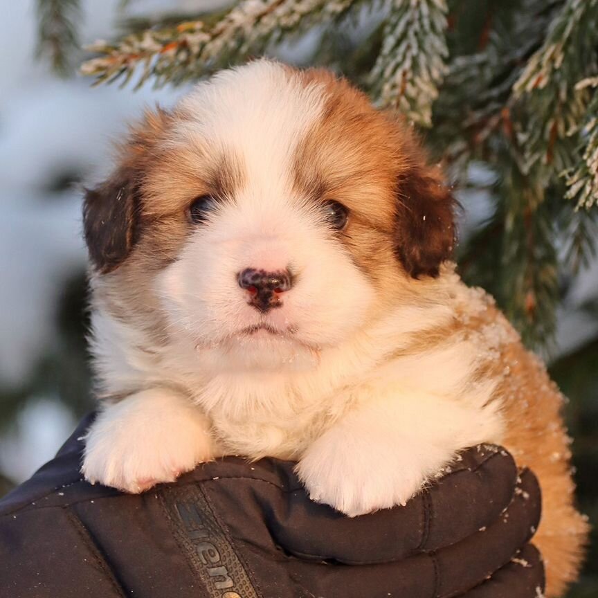 Вельш Корги Пемброк, щенок