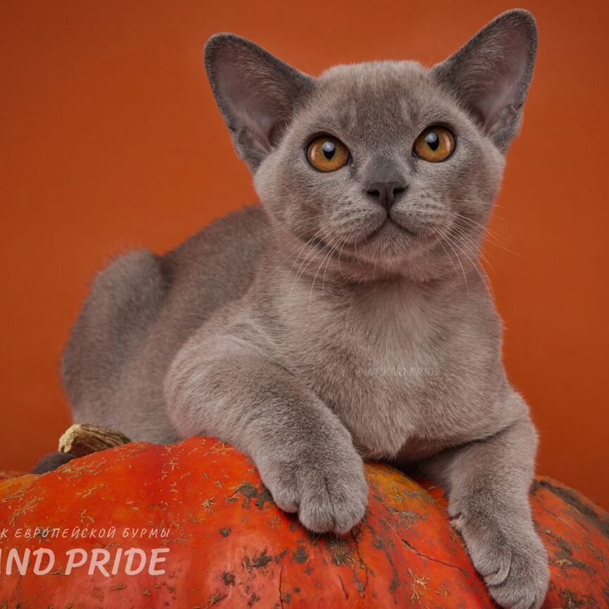 Котенко Европейской бурмы (мальчик)
