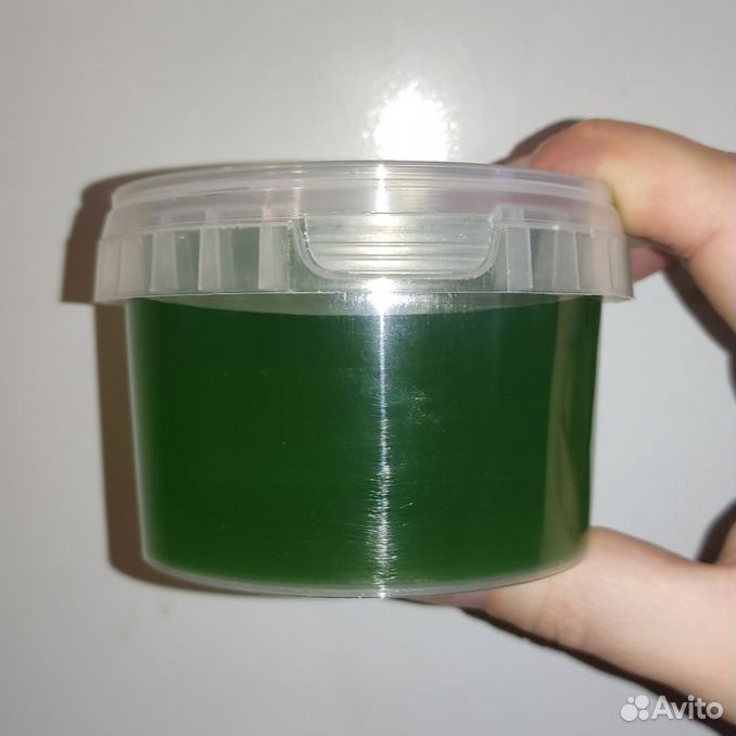 Тетраселмис (Tetraselmis) - стартовая культура