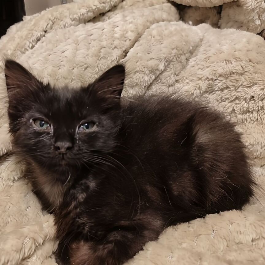 Котёнок в добрые руки