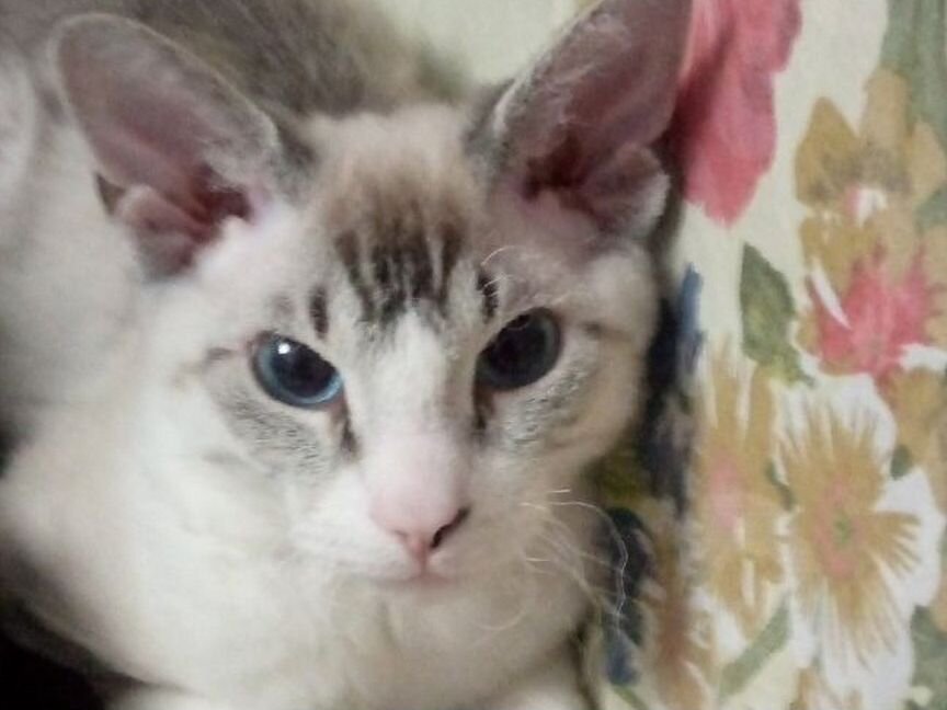 Кошка сфинкс браш