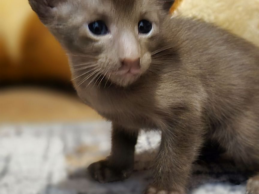 Ориентальная кошка