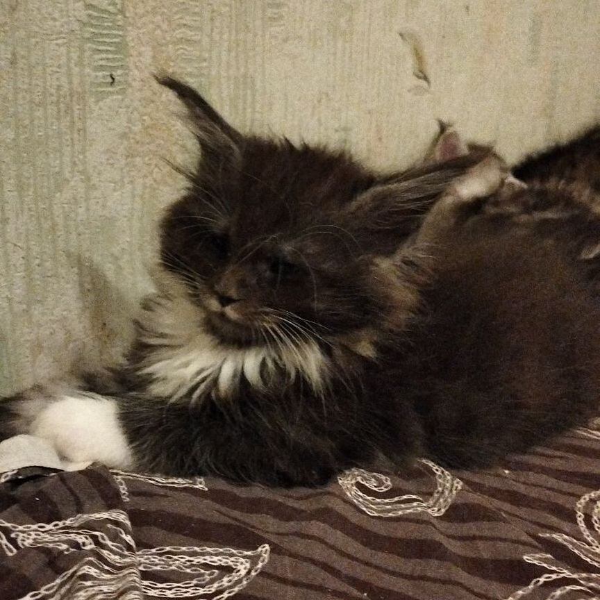 Ранее бронирование котят Мейн-кун