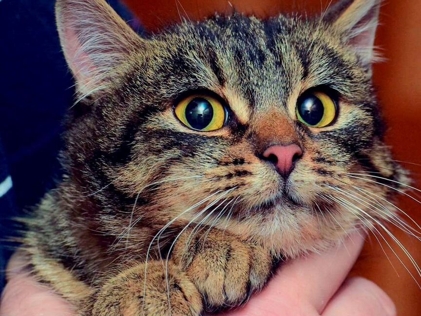 Ласковая девочка Василиса, котенок 7 мес