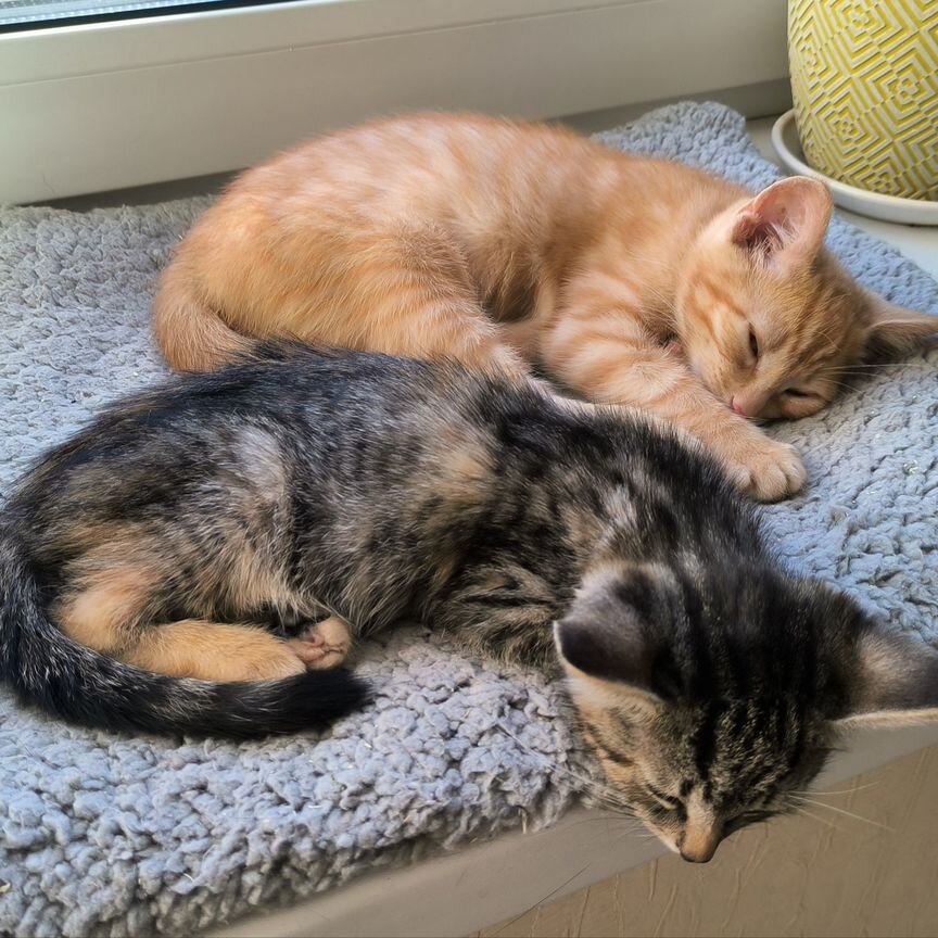 Отдам 2х котят 2мес