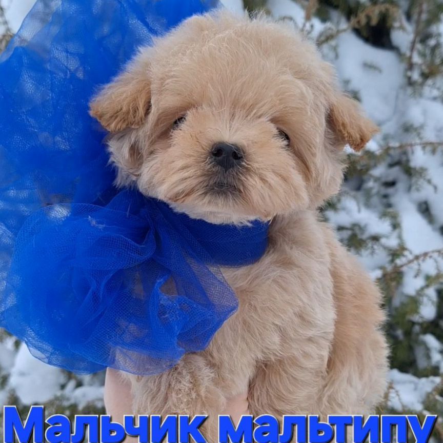 Мальтипу, щенок