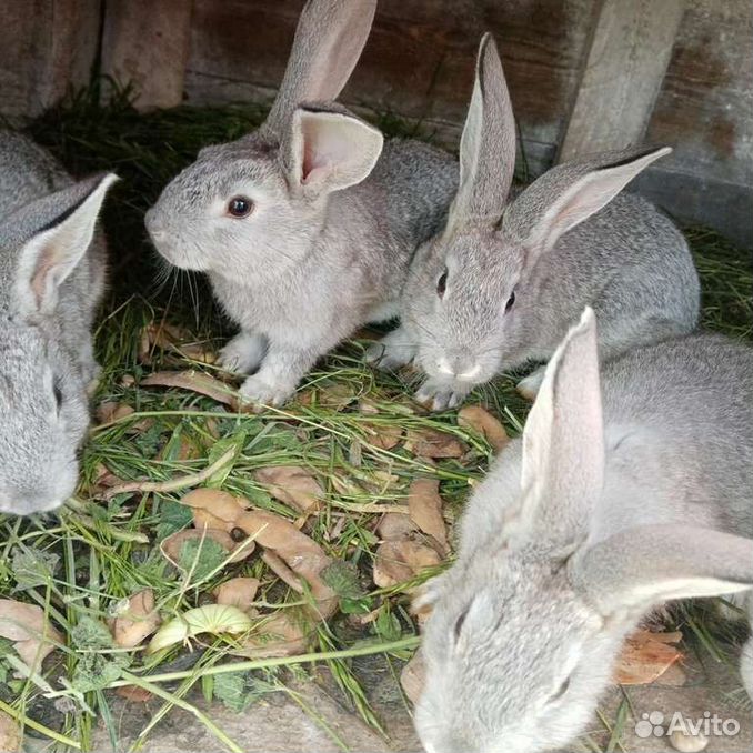 Кролики Советская шиншилла