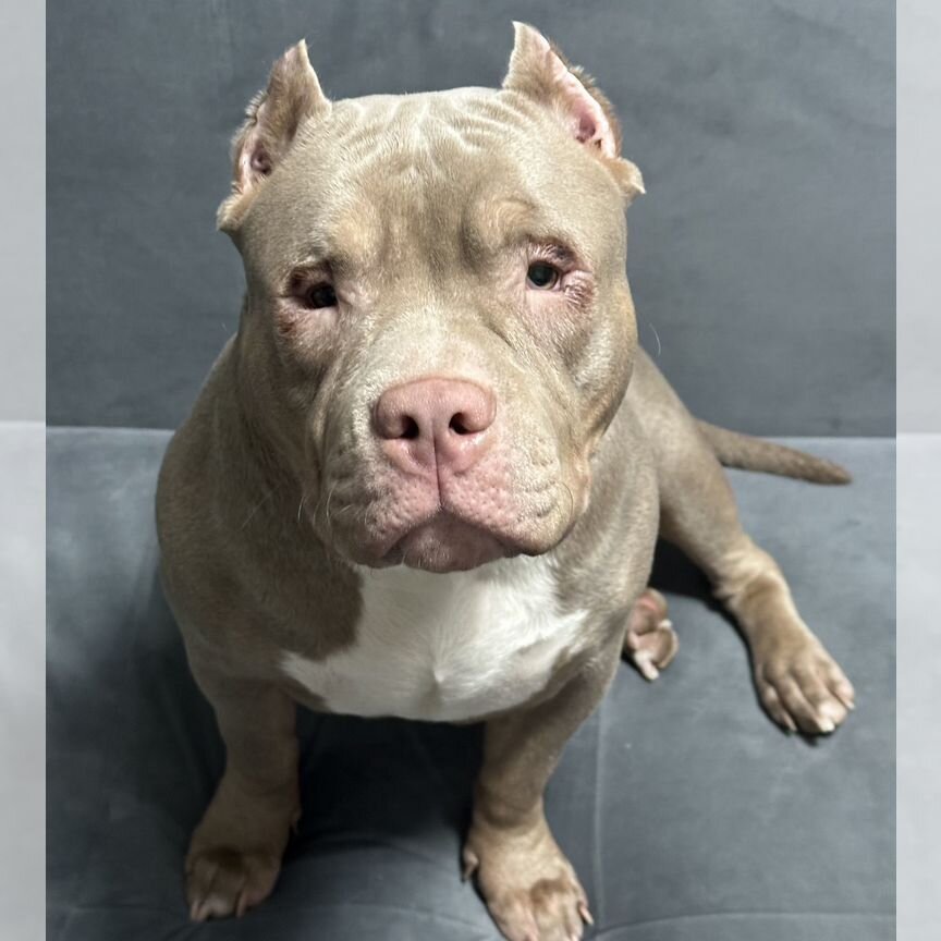 Американский булли, щенок