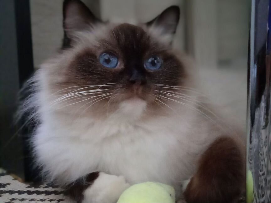 Кошки рэгдолл