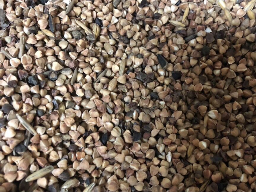 Гречка для собак