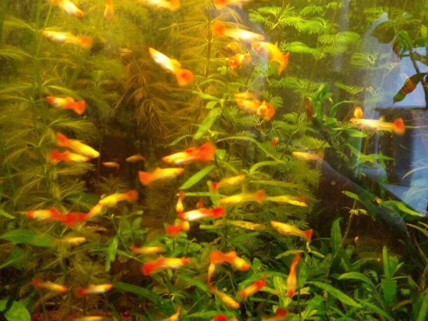 Аквариумные рыбки
