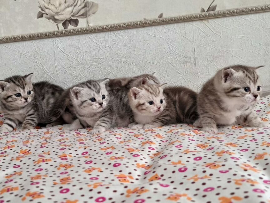 Котята