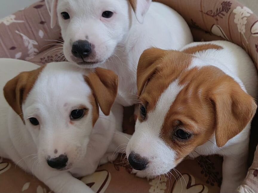 Щенки Джек рассел терьер