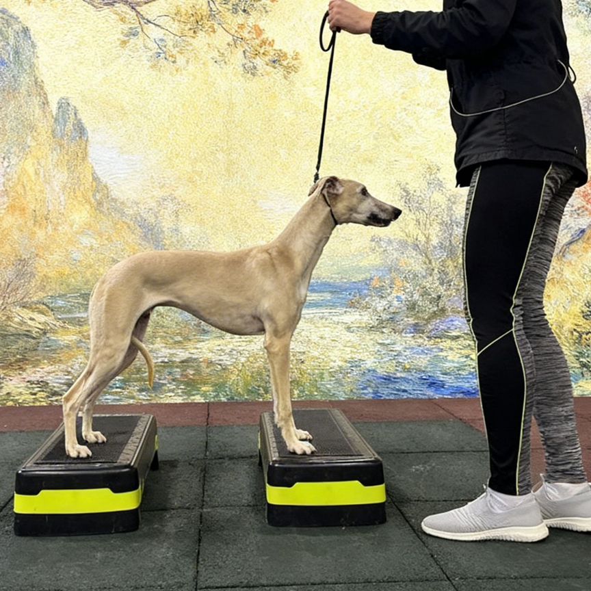 Уиппет, щенок