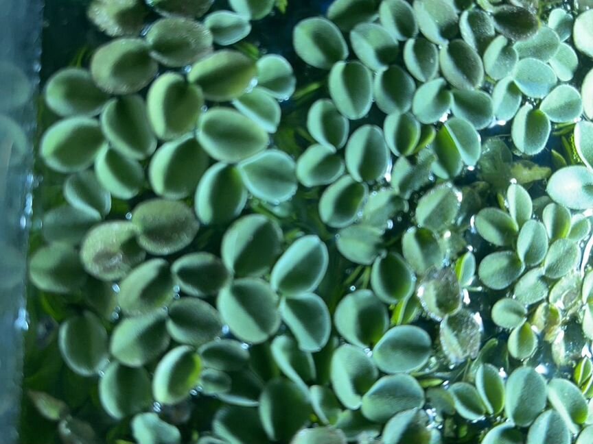 Сальвиния ушастая