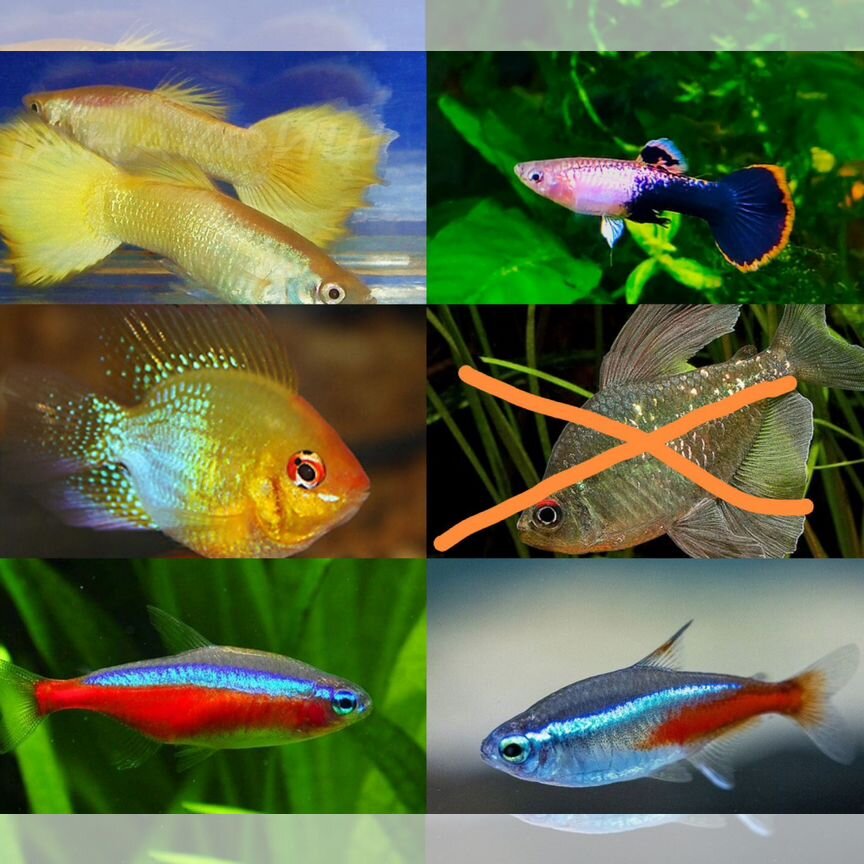 Аквариумные рыбки