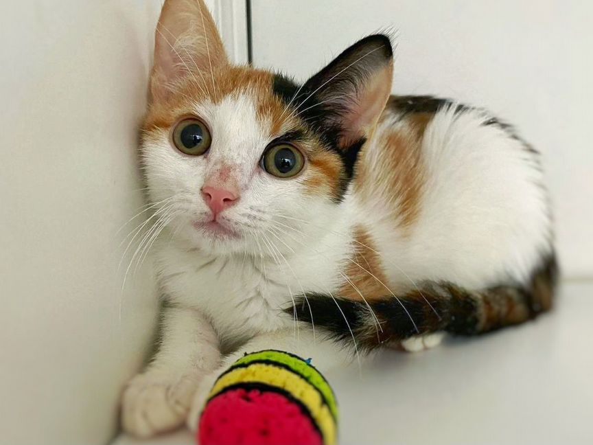 Маленький скромный котенок 3 месяца