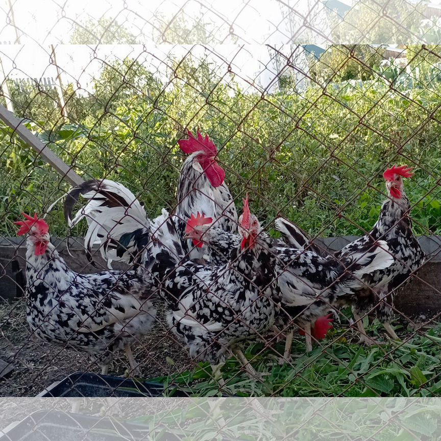 Семья кур Легорн далматинец