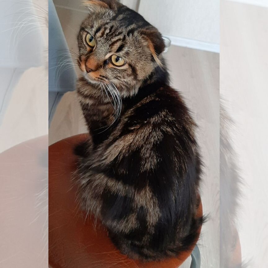 Взрослый кот в добрые руки