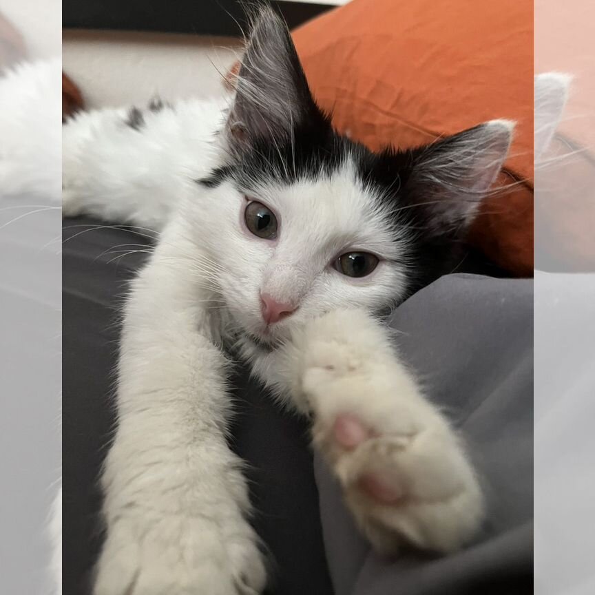 Котёнок в добрые руки