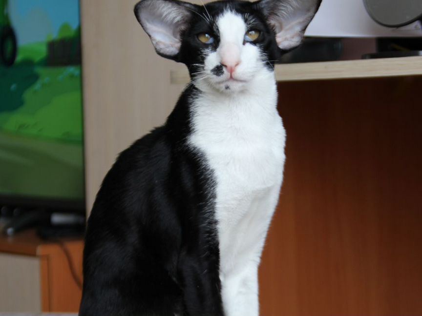 Ориентальная кошка экстрим