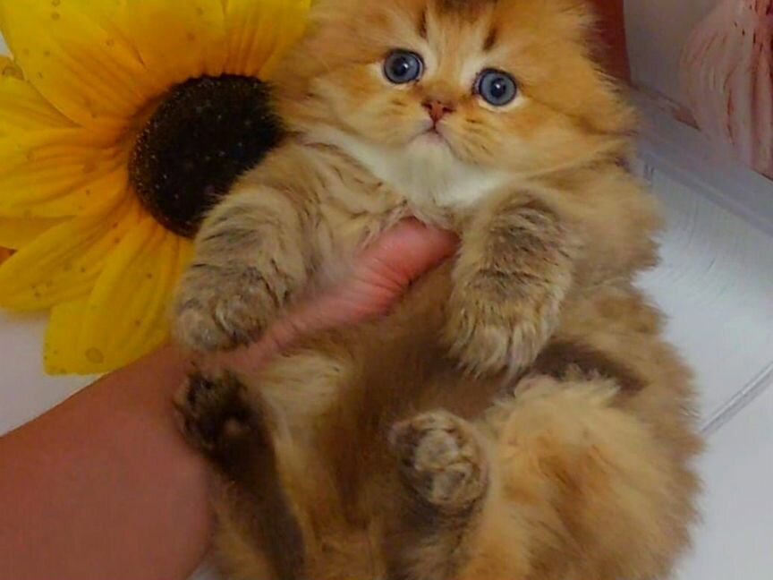 Шотландские котята с документами